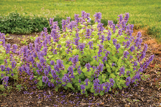 First year flowering perennials - Greenhouse Product News