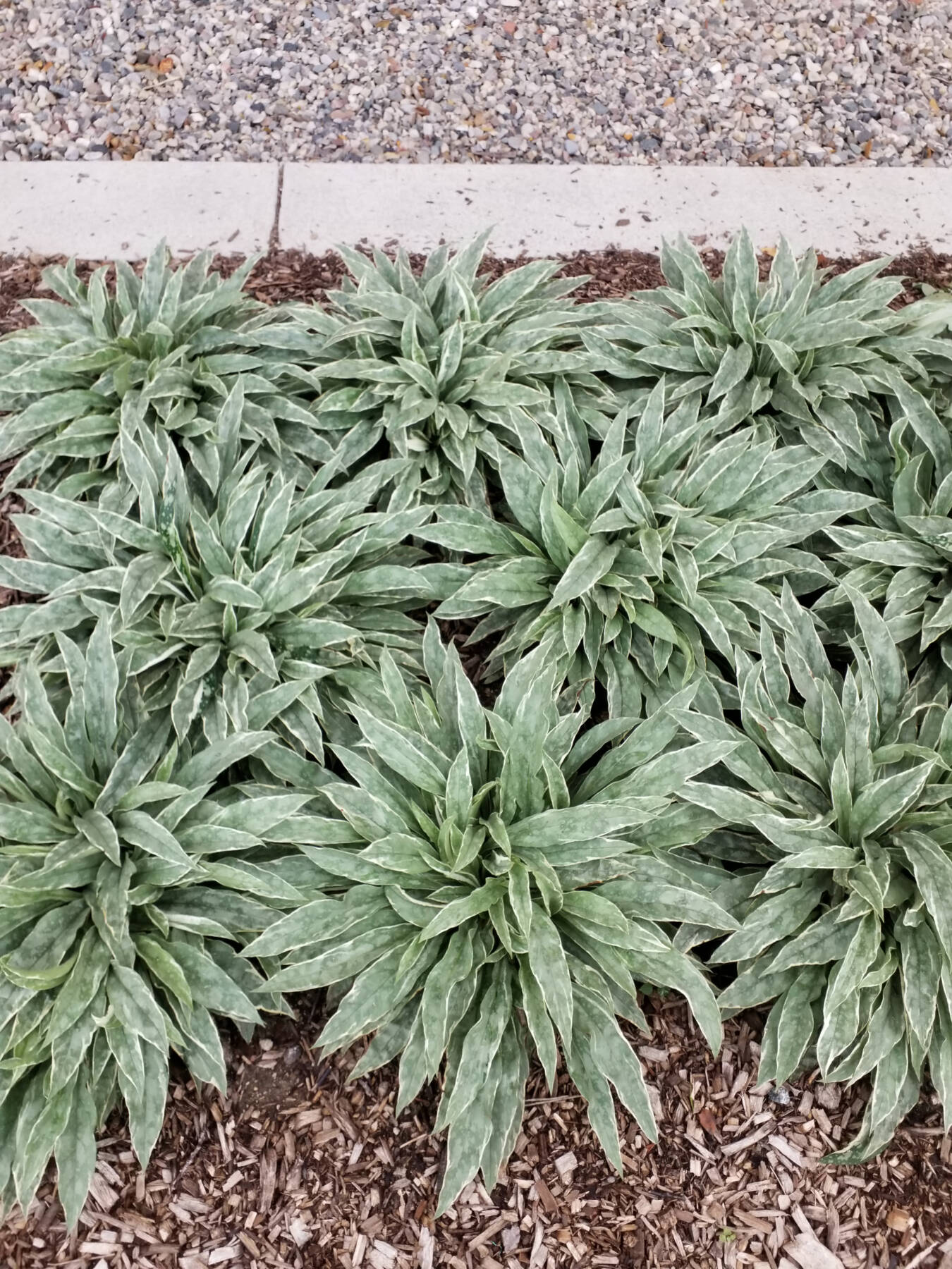 2023 Penn State Flower Trials recognizes Terra Nova Nurseries ...