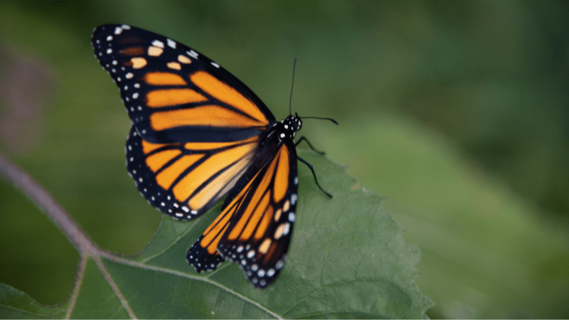 $4.1 million in grants to help the monarch butterfly and other ...