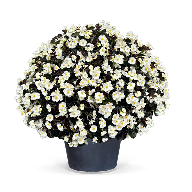 CAST 2024 new variety preview - Greenhouse Product News