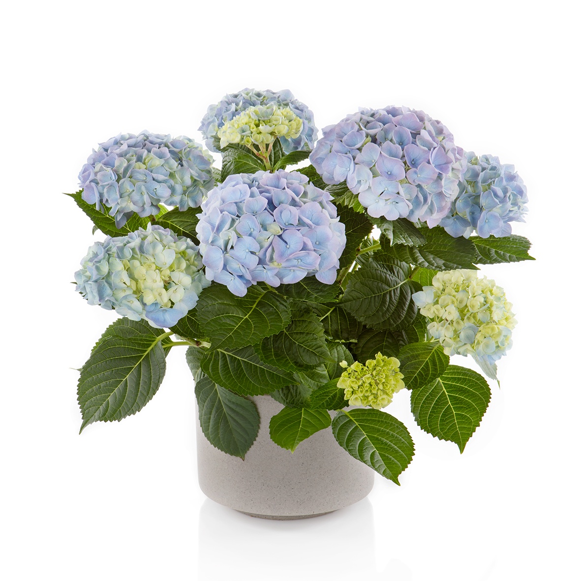 3 companies join Express Seed Company to serve hydrangea growers ...