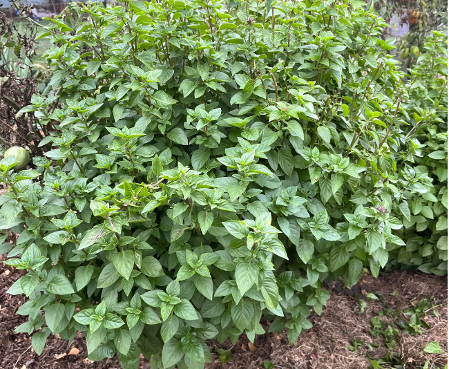 Products Archive - Greenhouse Product News