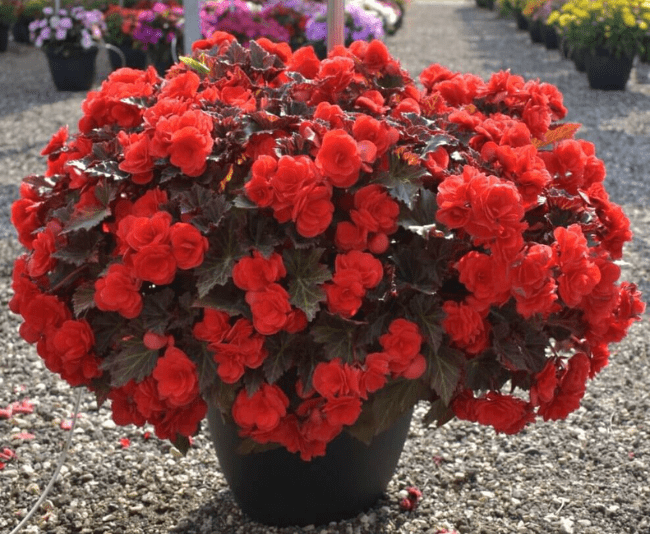 Products Archive - Greenhouse Product News