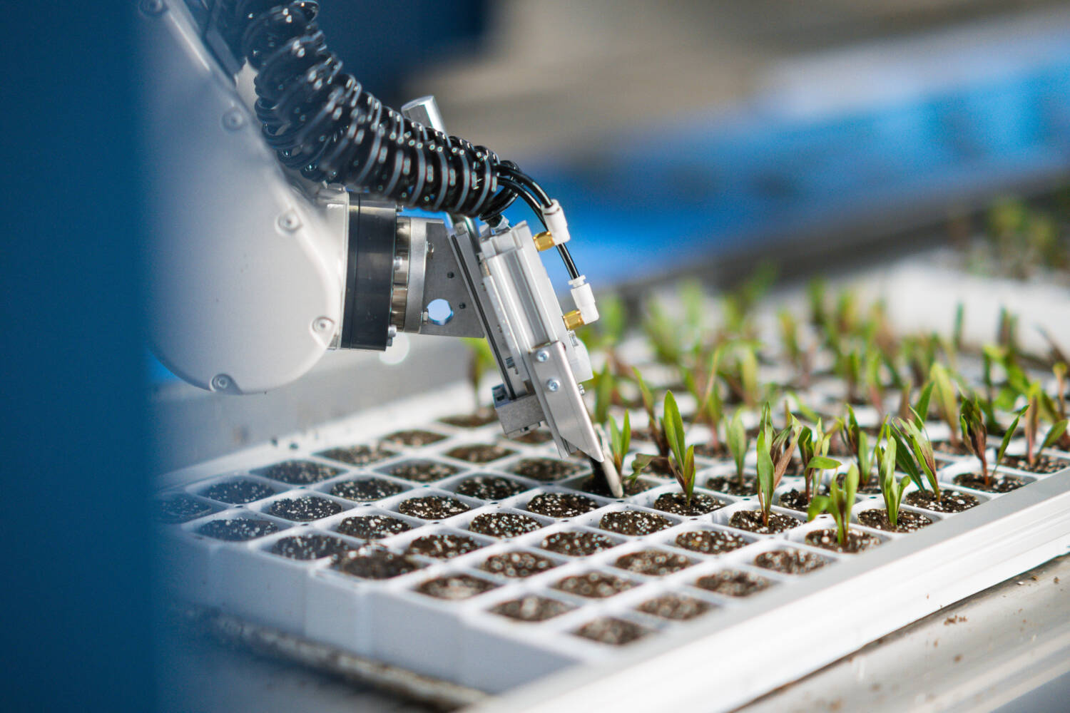 New sticking machine saves on greenhouse labor - Greenhouse Product News