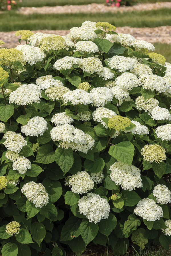A new take on smooth hydrangeas - Greenhouse Product News