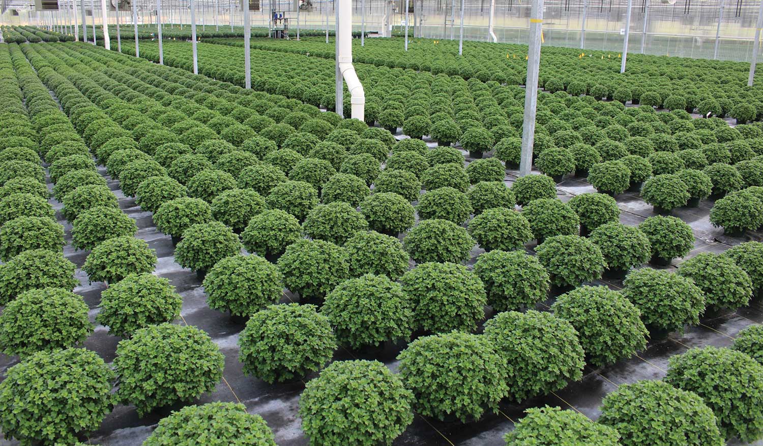 Plant breeding and pest management considerations for growers ...