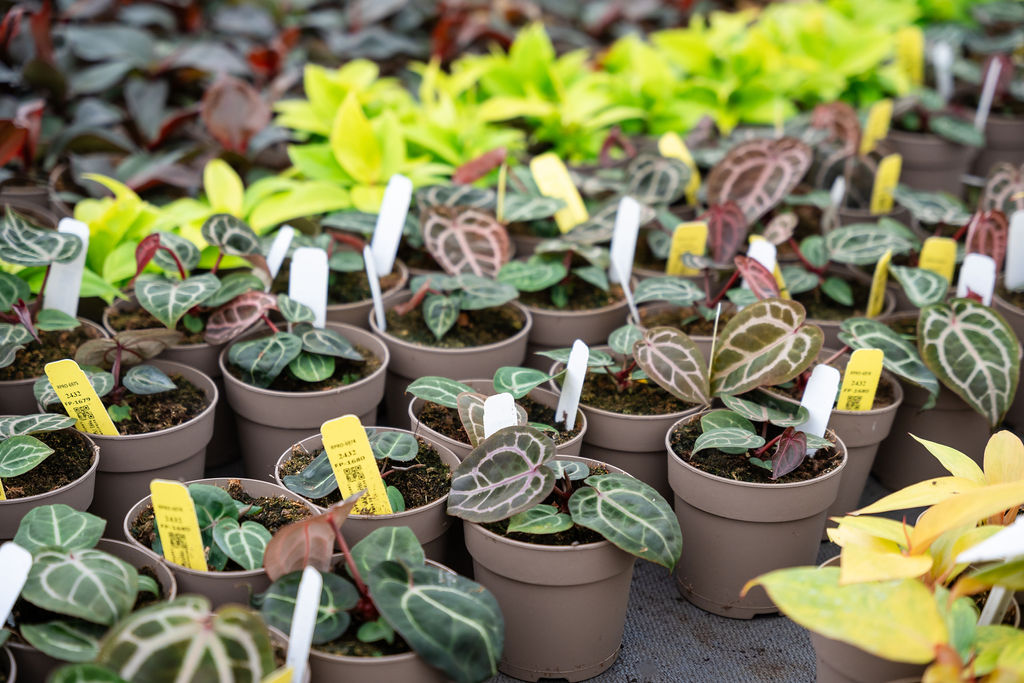 Proven Winners adds exclusive DocBlock velvet leaf anthuriums to ...