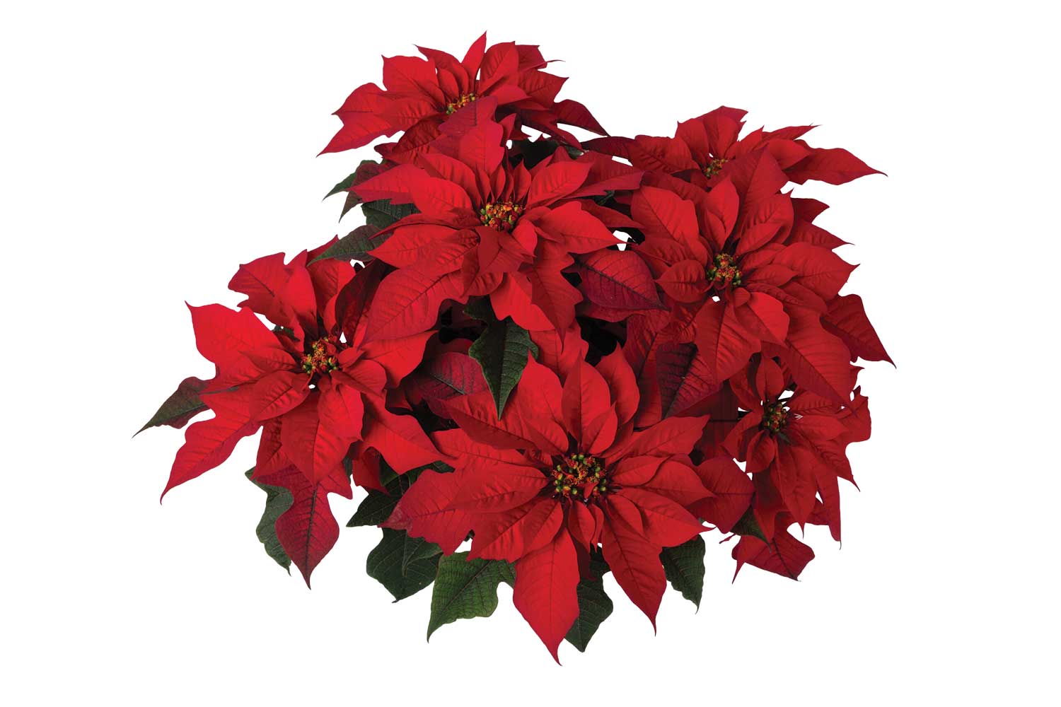 Culture Report: Poinsettia 'Red Ribbons' - Greenhouse Product News