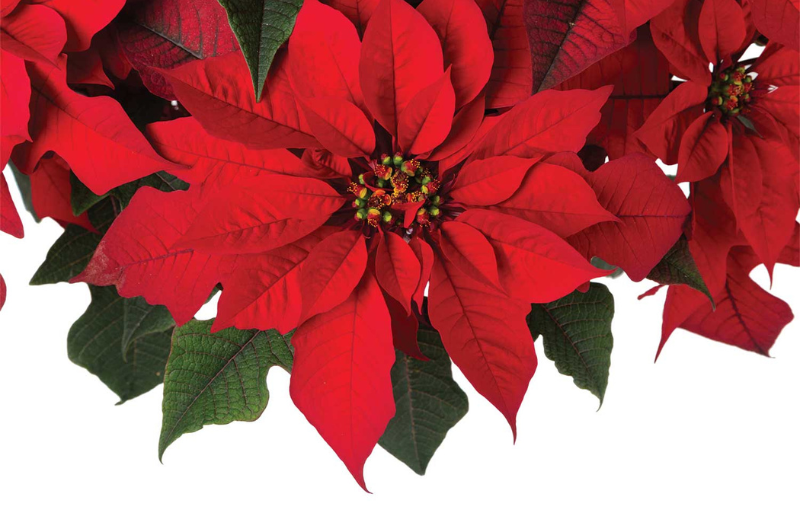 Pest & Disease Controls & Plant Growth Management Archives - Greenhouse ...