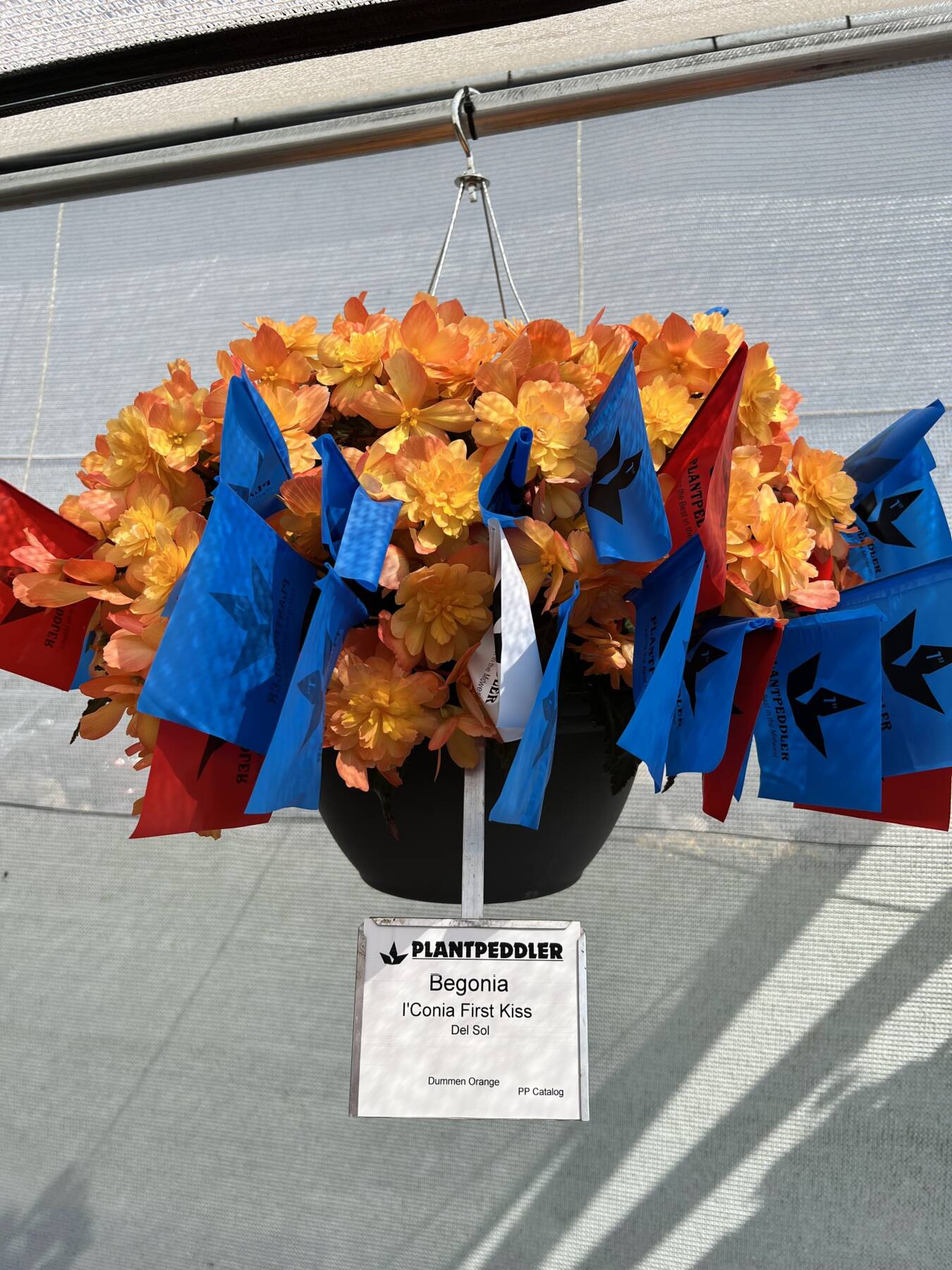 Mastering I’Conia® Begonias - Greenhouse Product News