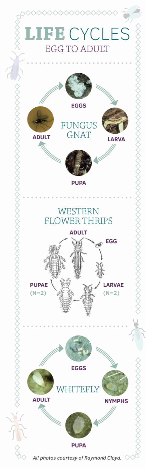 Dr. Bugs: Life cycles of insect and mite pests - Greenhouse Product News