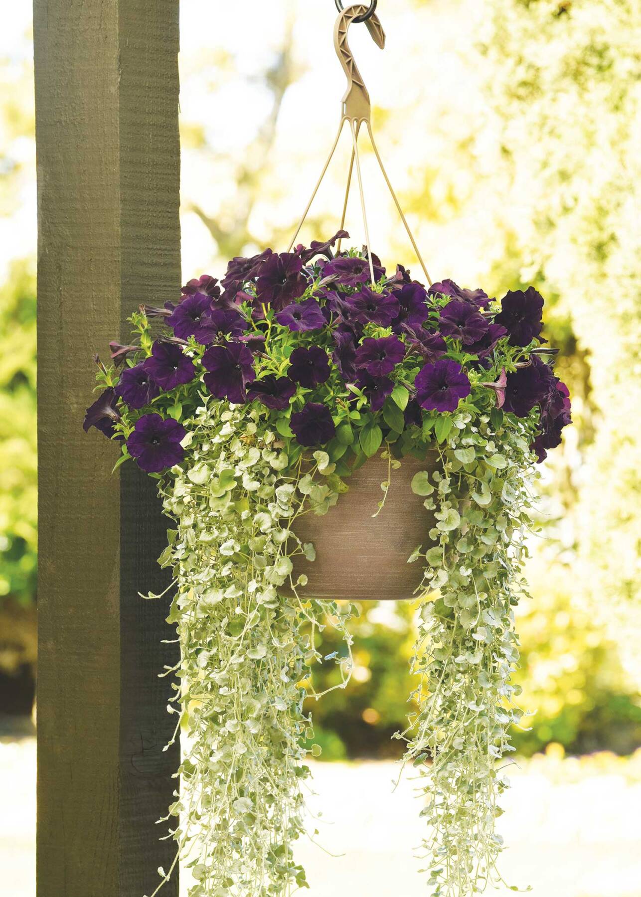 12 new varieties for 2025 - Greenhouse Product News