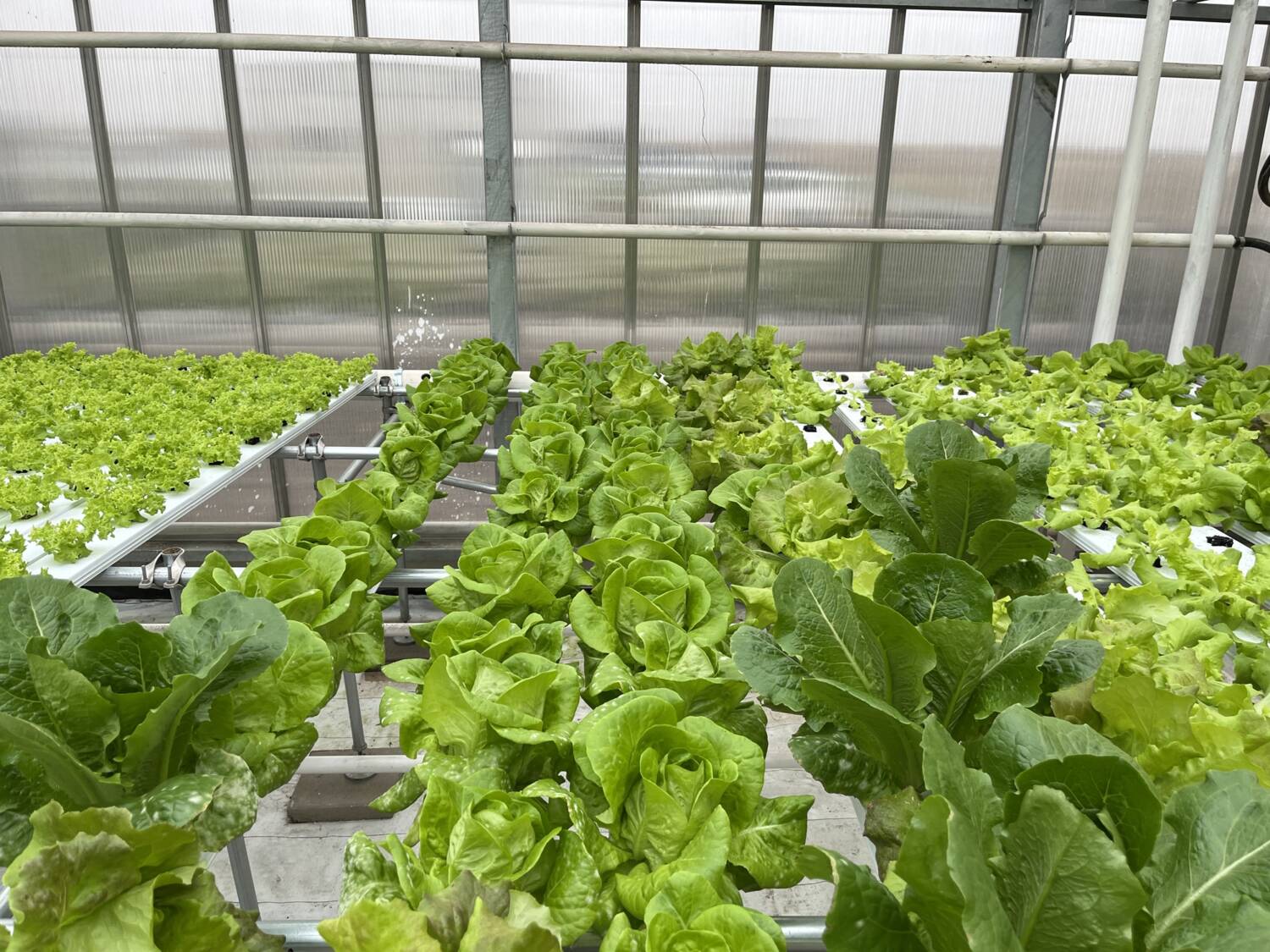 MHA Nation opens greenhouse to boost food access - Greenhouse Product News