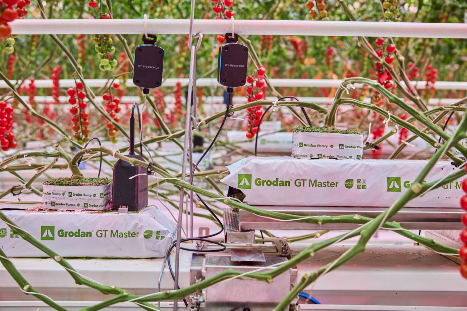 Grodan, Philips trial reduces heat input for tomatoes - Greenhouse ...