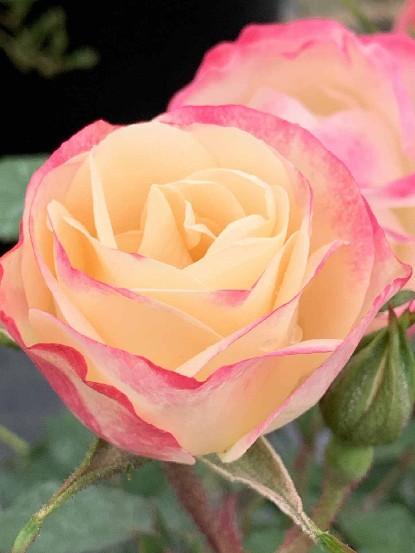 Star Roses and Plants previews new 2026 varieties at Cultivate'25 - Greenhouse Product News