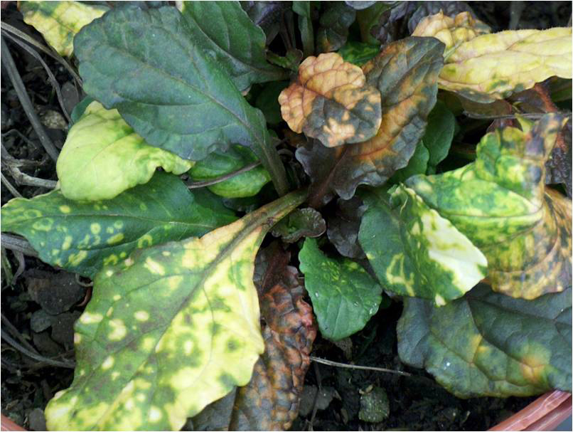 Perennial Viruses: What You Need to Know to Protect Your Crops ...