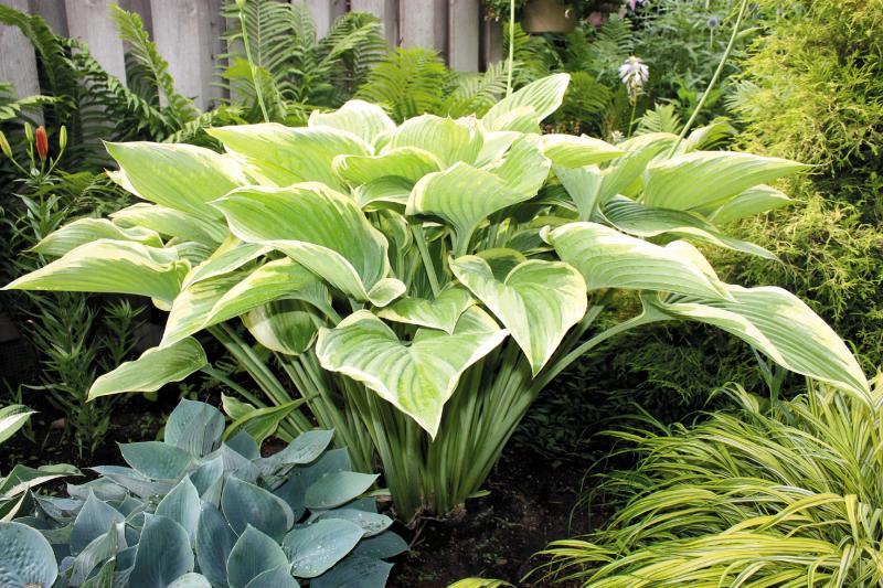 Winners Circle - Greenhouse Product News