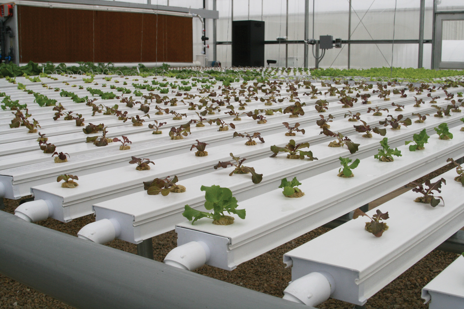 Hydroponics: Revolutionizing Greenhouse Growing - Greenhouse Product News