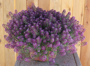 Production in Paraiso - Part Two - Greenhouse Product News