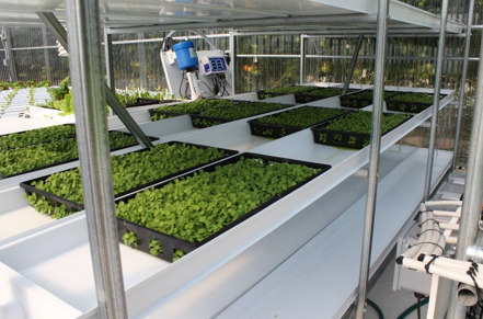 Microgreens — Take Them or Leaf Them - Greenhouse Product News