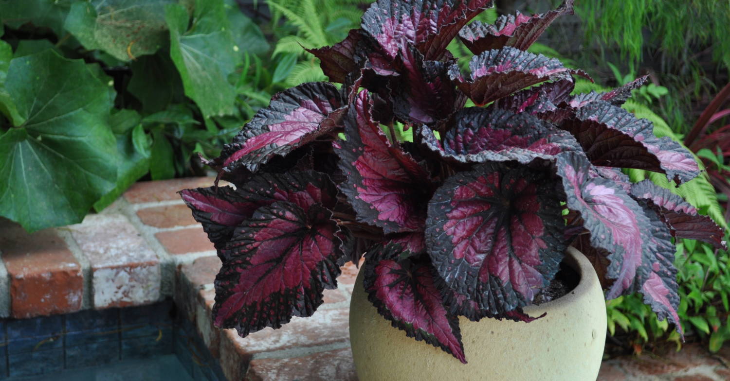 Culture Report: Rex Begonia Shadow King Series - Greenhouse Product News