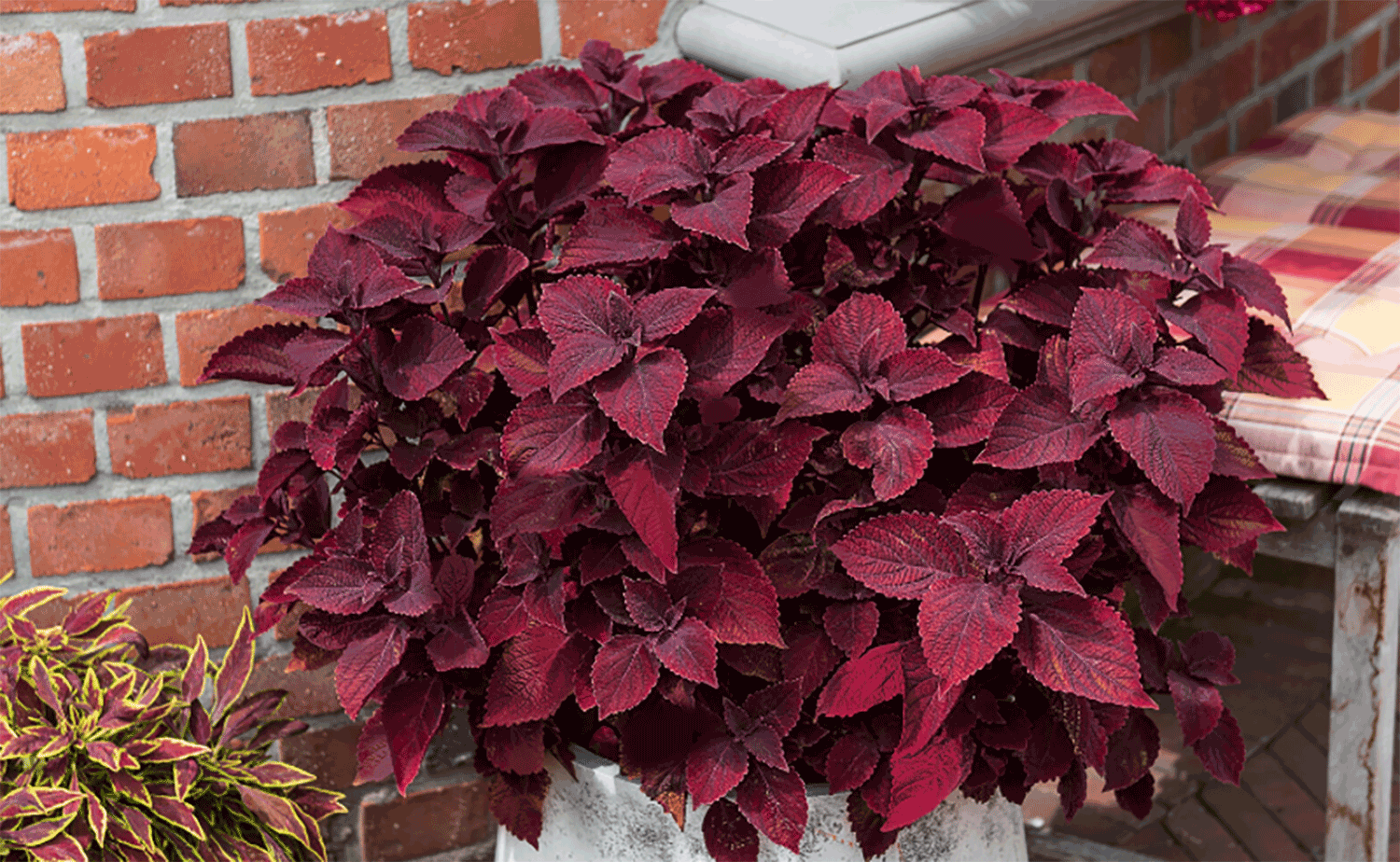 AAS Announces Seven New Winners - Greenhouse Product News