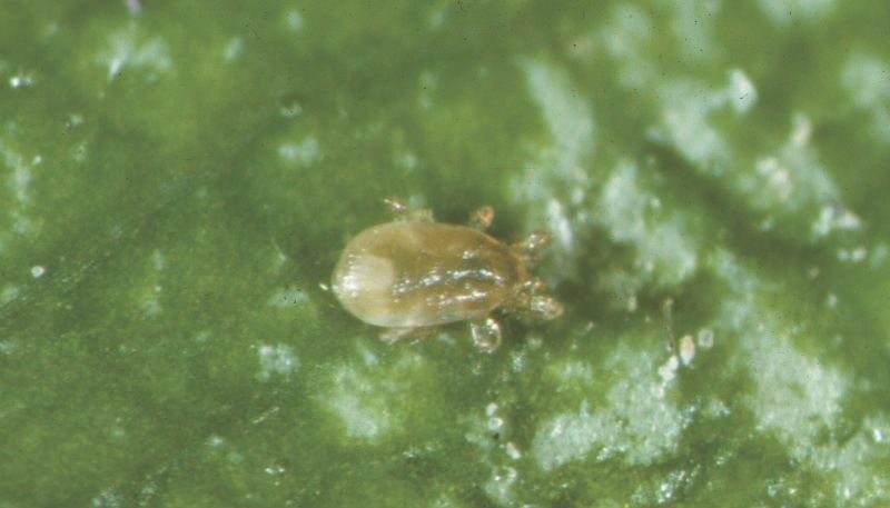 Predatory Mites That Eat Western Flower Thrips - Greenhouse Product News