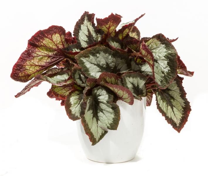 Crop Culture Report: Rex Begonia Shadow King Series - Greenhouse ...