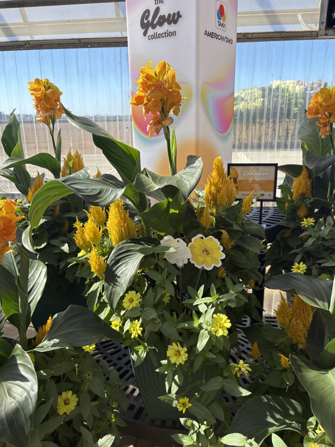 California Spring Trials - Greenhouse Product News