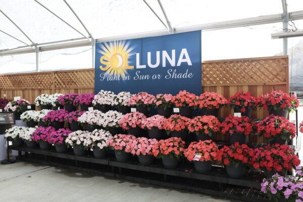SOL LUNA™ Compact and Prime Bring Color to Sun and Shade Greenhouse ...