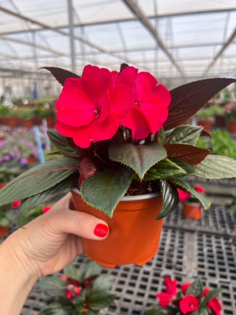 SOL LUNA™ Compact and Prime Bring Color to Sun and Shade Greenhouse ...